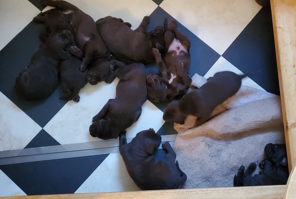 Pointadors, Pointers, and Poos!