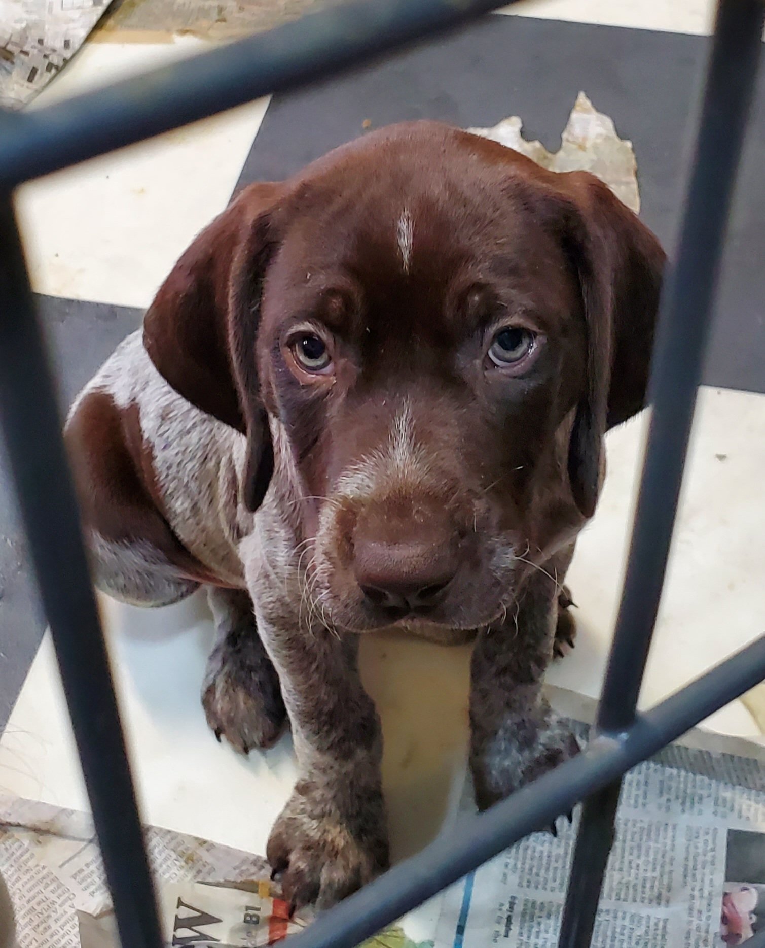 Female GSP and Pointadors SOLD