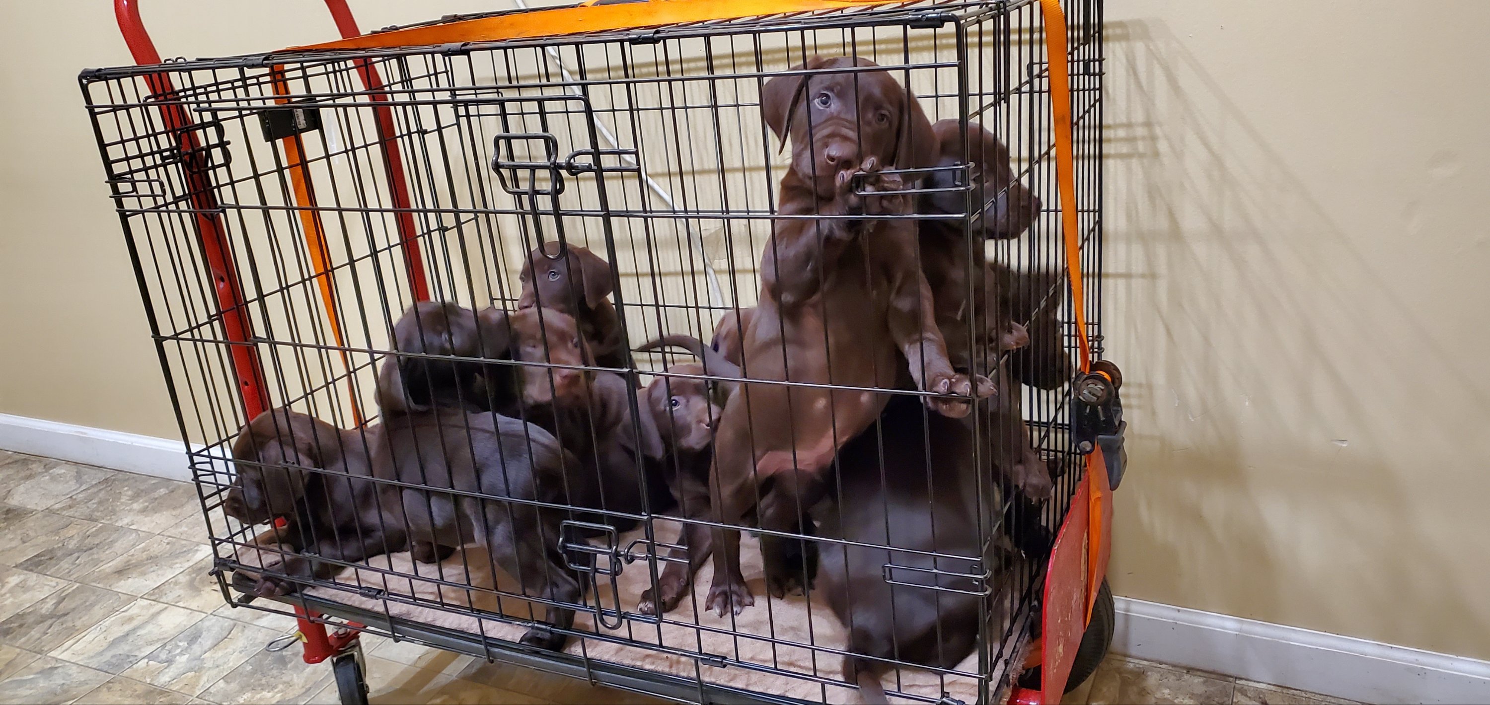 Vet check day for the Pointadors