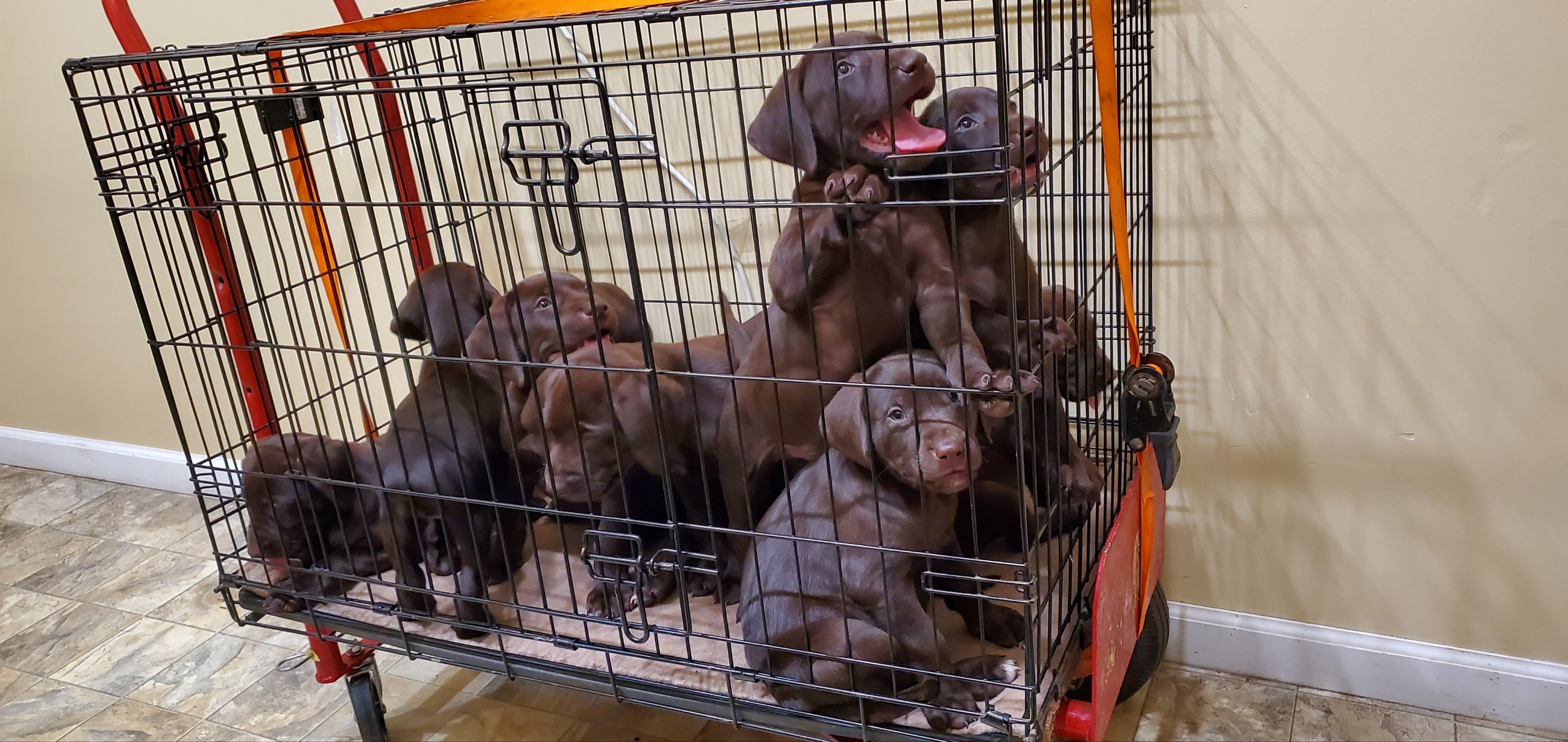 Vet check day for the Pointadors