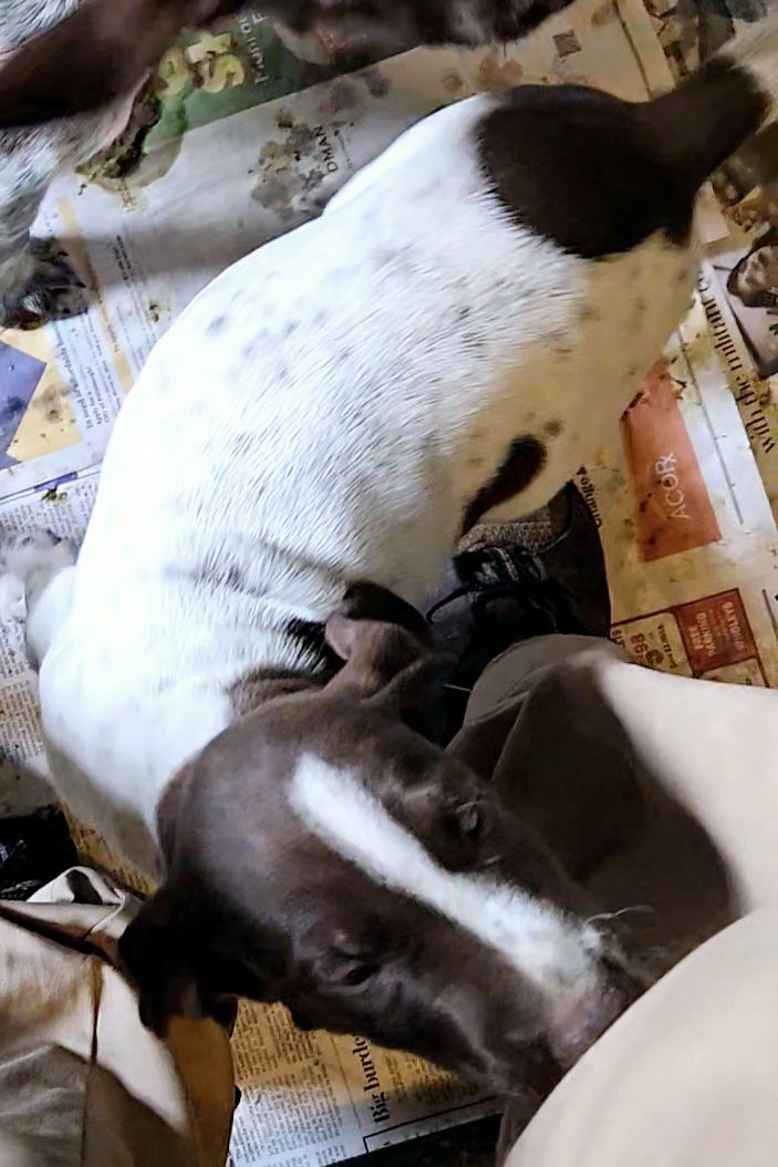 SOLD! Last male from the world’s greatest stud dog, Augustus. Ready to ...