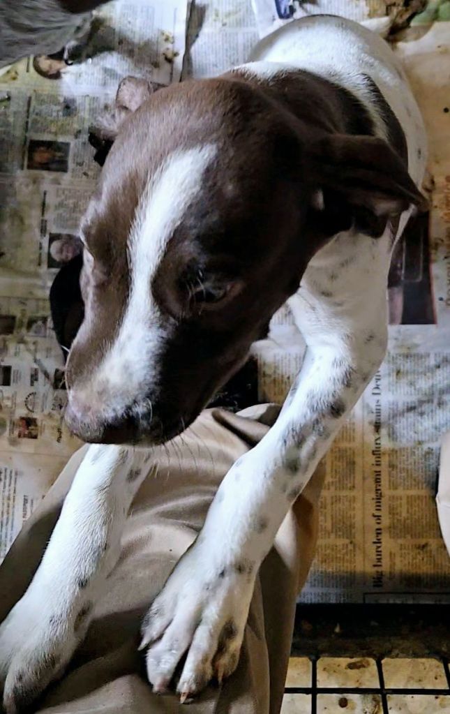 SOLD! Last male from the world’s greatest stud dog, Augustus. Ready to ...